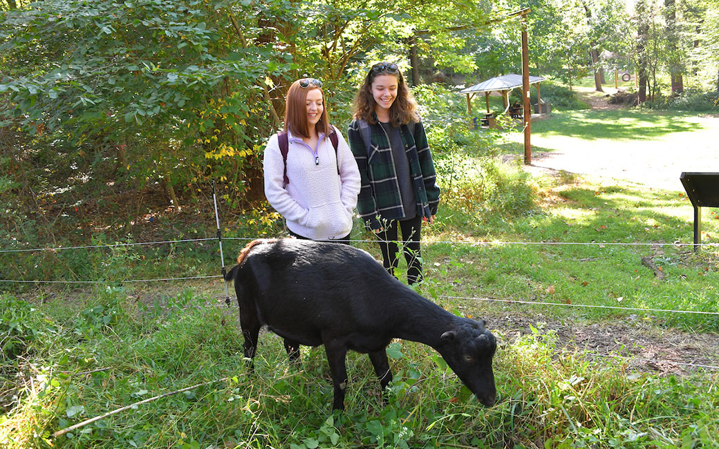 With Goats, Glen restoration moves forward | Towson University